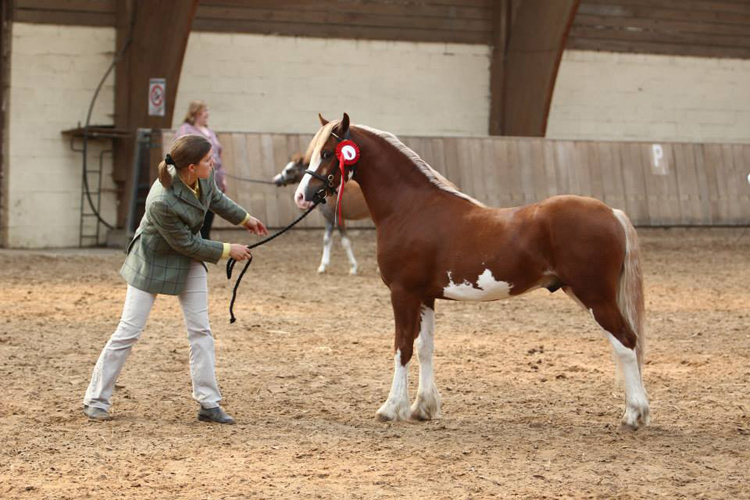 Show Welsh WPF de Bois Guillaume, 23 juin 2013 - Poney As