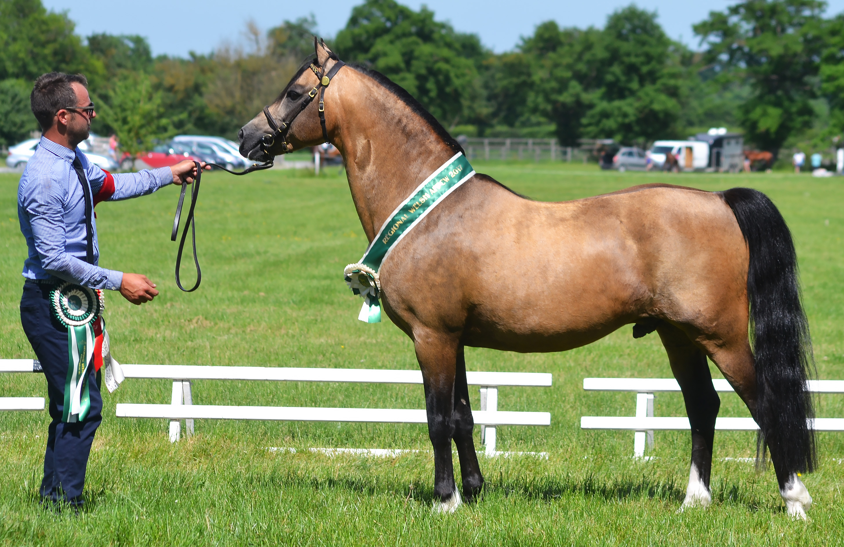 Régional Welsh de Lignières, Eyarth Troy est le champion Suprême - Poney As