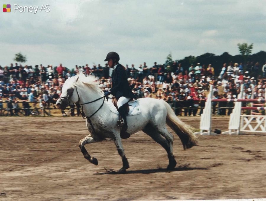 Dexter Leam Pondi : l’histoire d’une légende - Poney As
