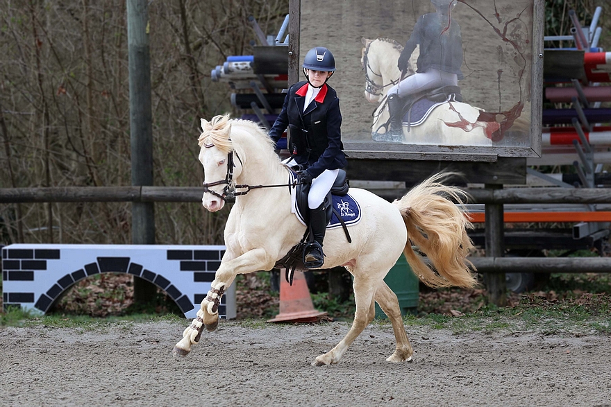 JÉRICHO DAM - Poney As