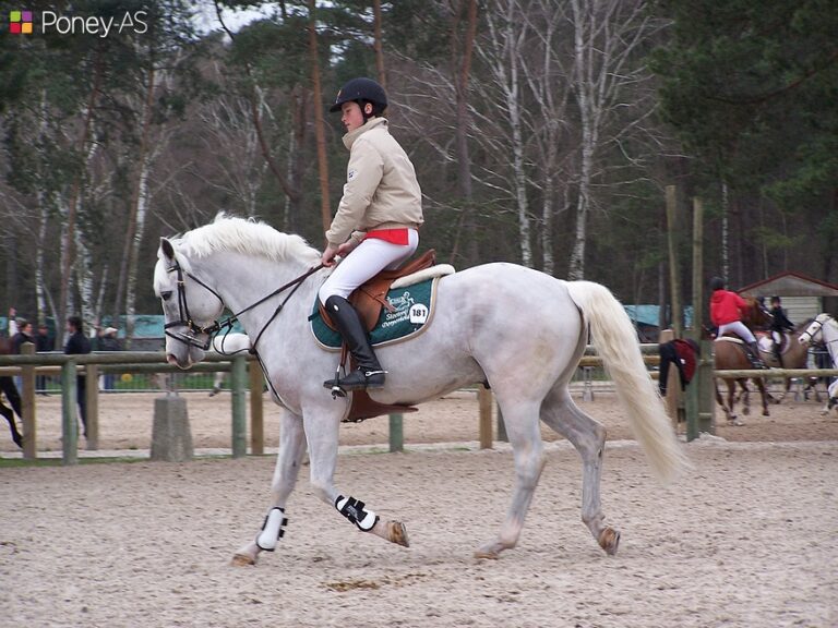 Disparition de l’étalon Connemara Ice and Fire d’Albran - Poney As