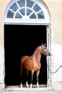 KAPTEYN D'EPIAIRE - Poney As